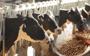 Why Formulate Homemade Cattle Feed? - Biomass Pellet Maker